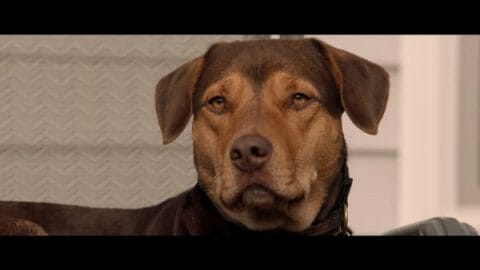 A Dog's Way Home - Summary/ Review (with Spoilers)