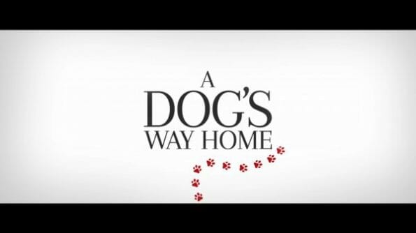 A Dog's Way Home - Summary/ Review (with Spoilers)