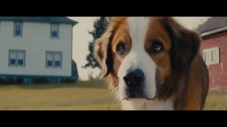 A Dog's Journey (2019) - Summary, Review (with Spoilers)