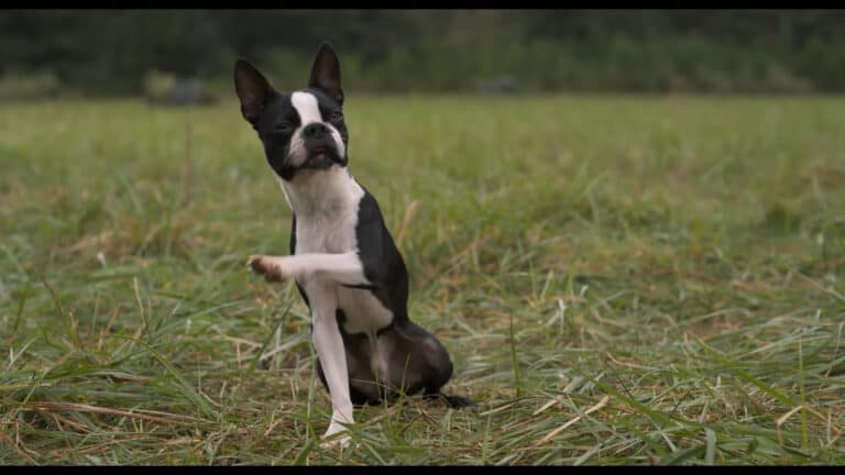 Strays (2023) - Movie Review