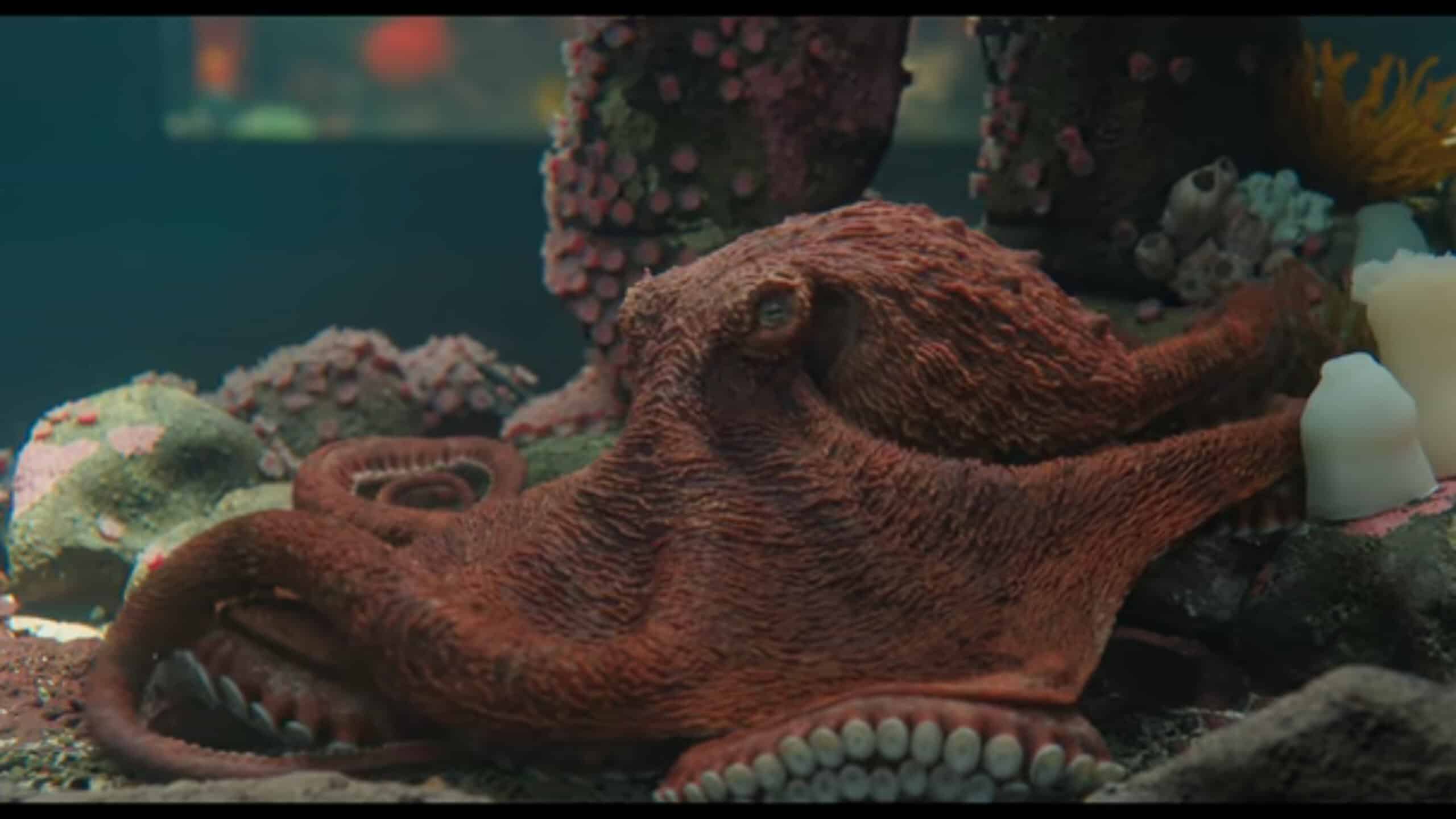 Remarkably Bright Creatures (2026) - Review And Summary